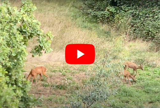 We Spy Deer At The Domes – The Chateau